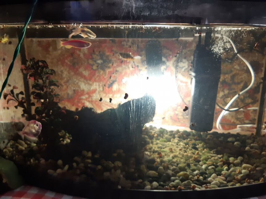 Аквариум с рыбками
