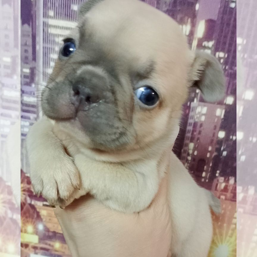 Французский бульдог голубой лиловый фавн