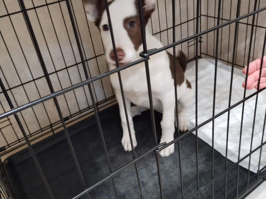 Малышка Бетси ищет новый дом