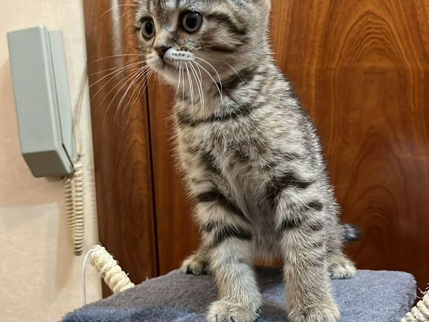 Котята золотая шиншилла