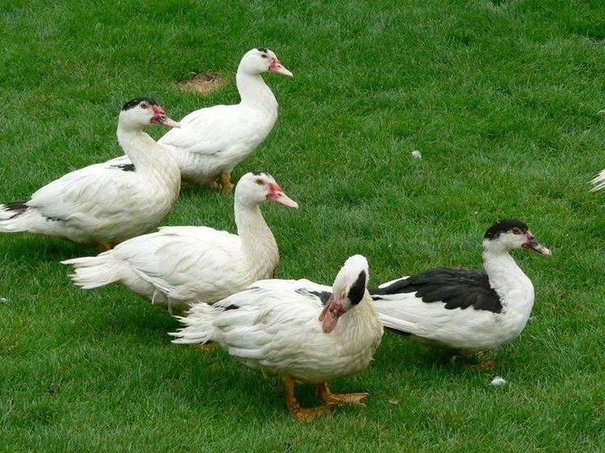 Инкубационное яйцо белой бройлерной утки Мулард