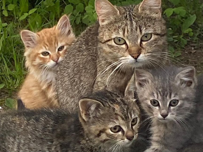 Котенок 1.5 месяца в добрые руки