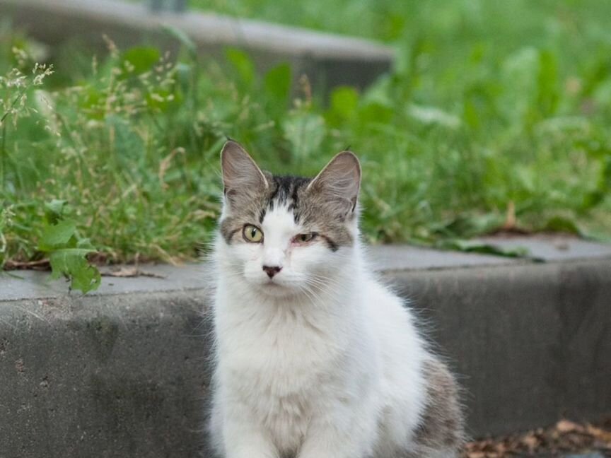 Кошечка Бусинка