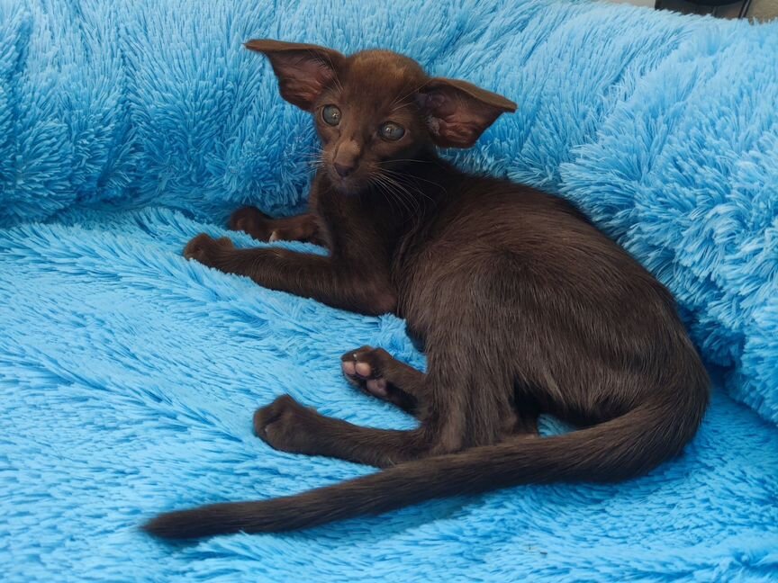 Девочка экстрим