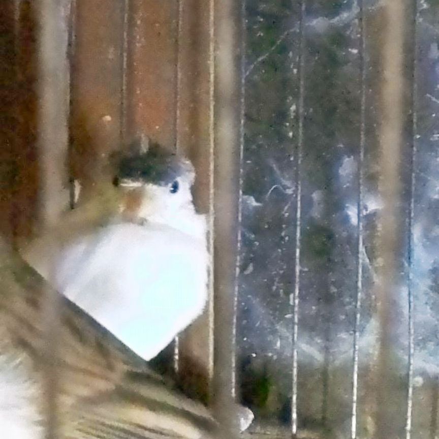 Кенара и канарейки