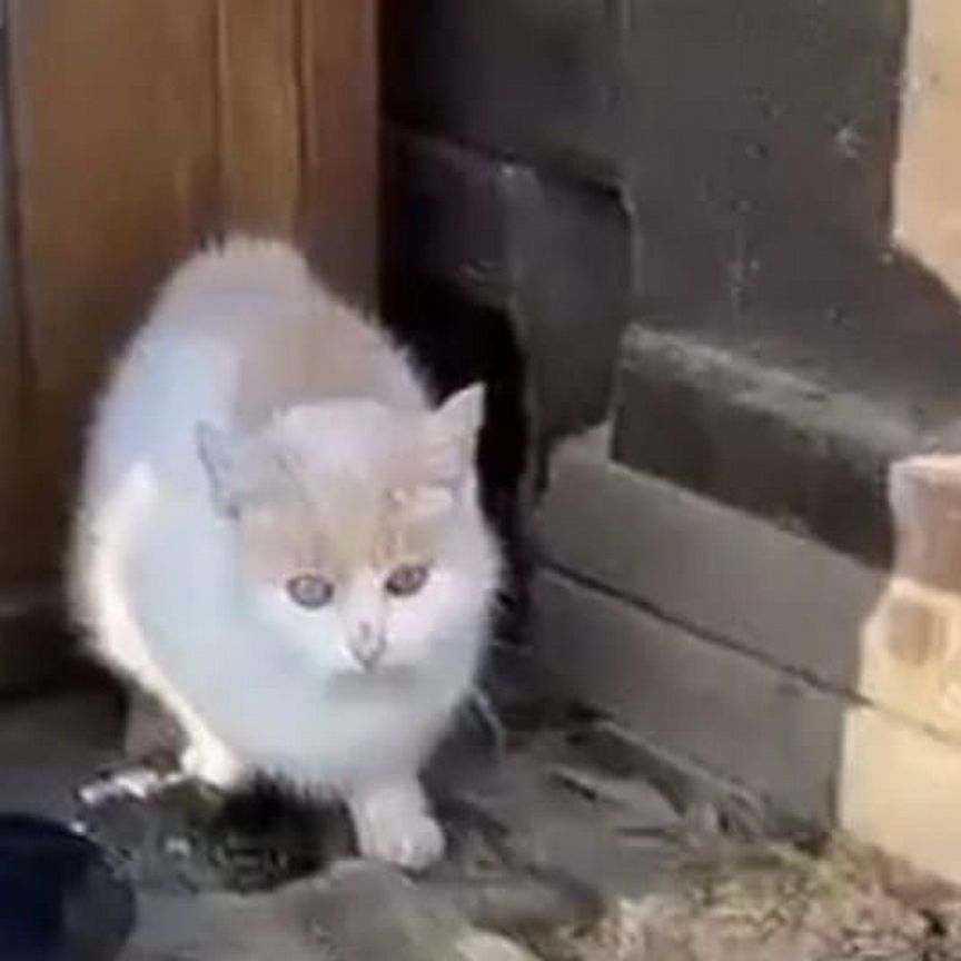 Домашнего котёнка *выкинули в снт.Без укрытия.сос