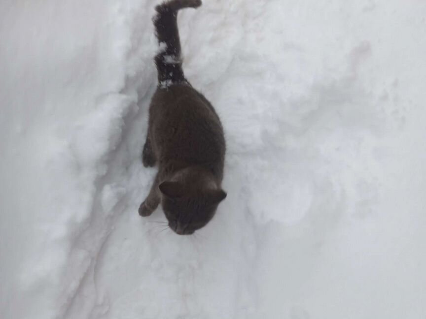Котенок потеряшка