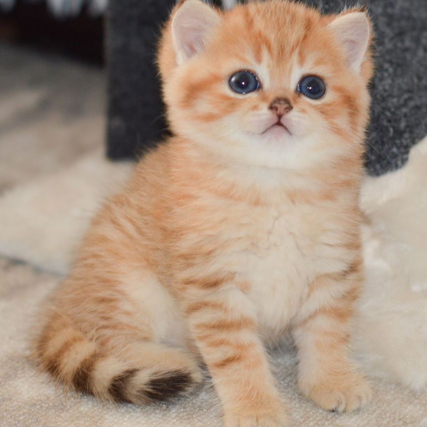 Шотландские котята