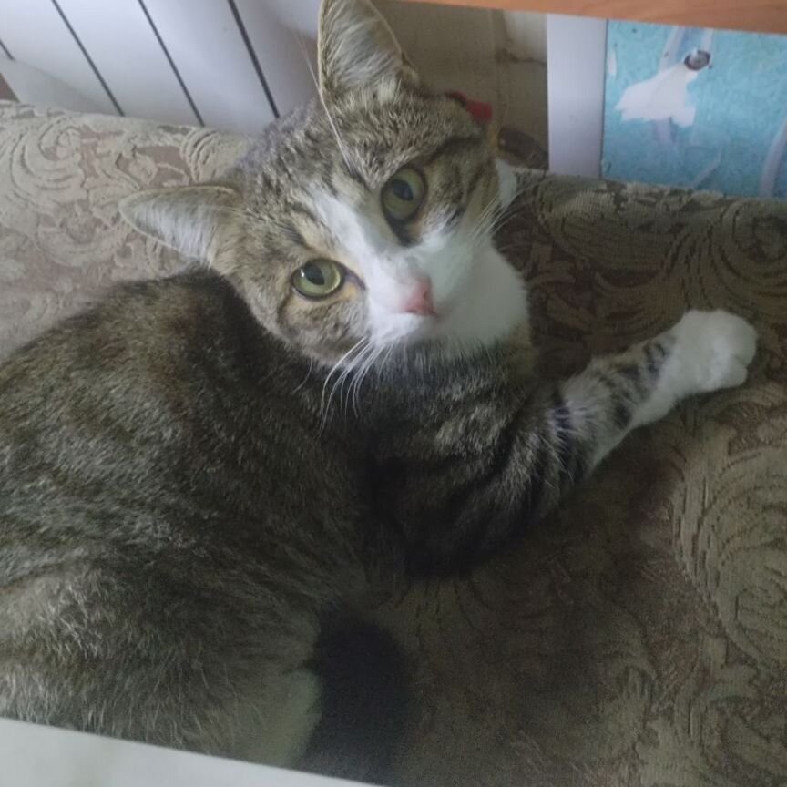 Кот