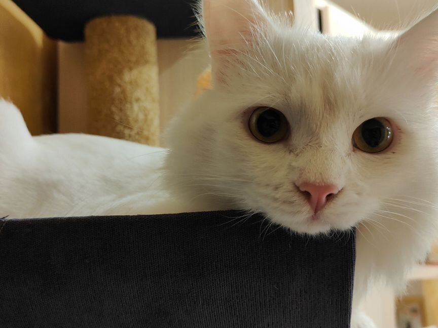 Потеря белого кота