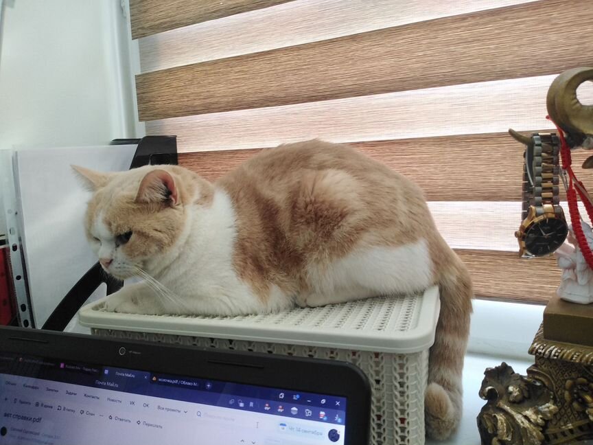 Короткошерстный кот, бесплатно