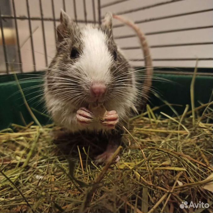 Дегу отдам бесплатно