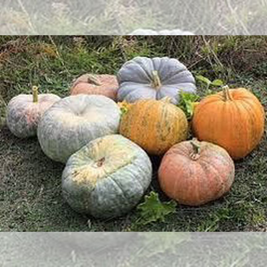 Продается кормовой кабак