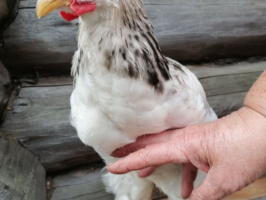 Петушки 2.5 месяца