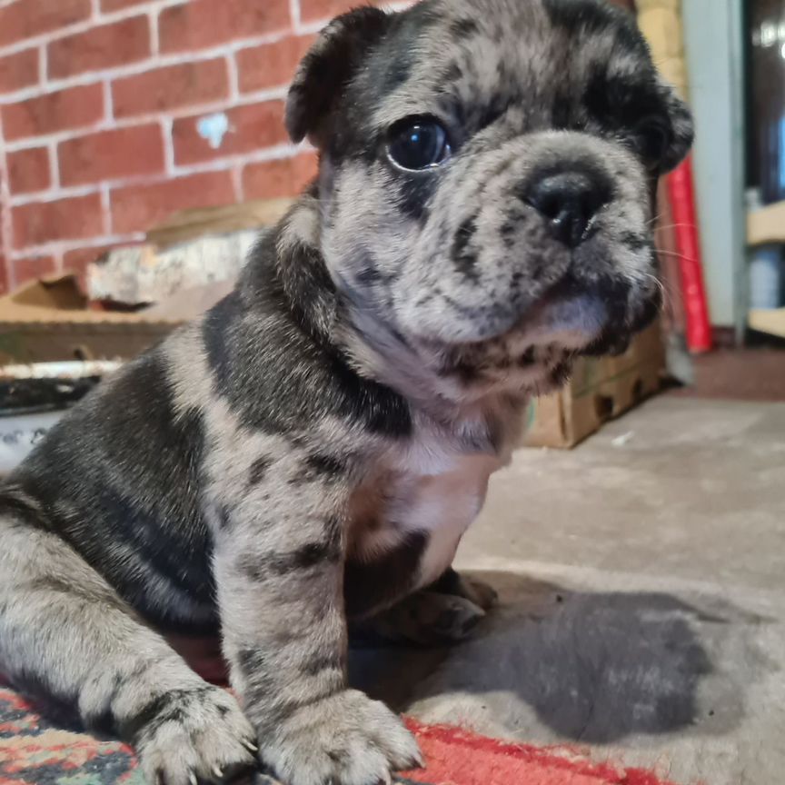 Французский бульдог, щенок