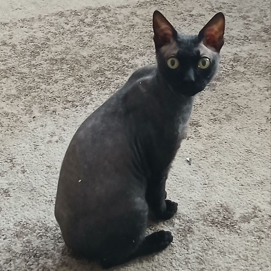 Донской сфинкс, взрослая кошка