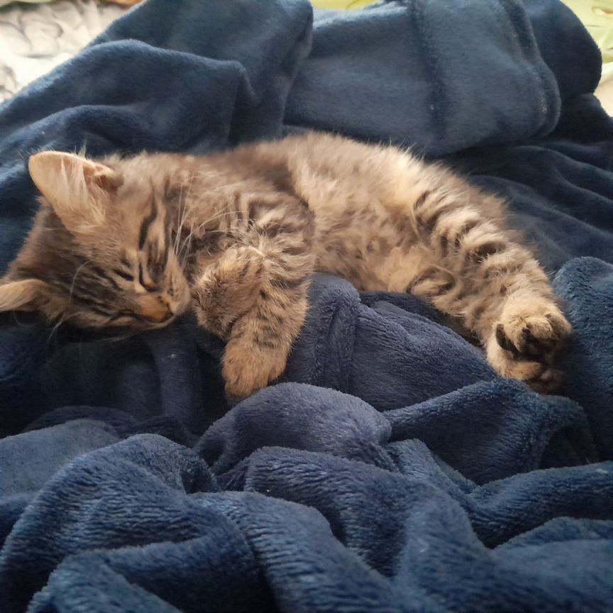 Котик в добрые руки