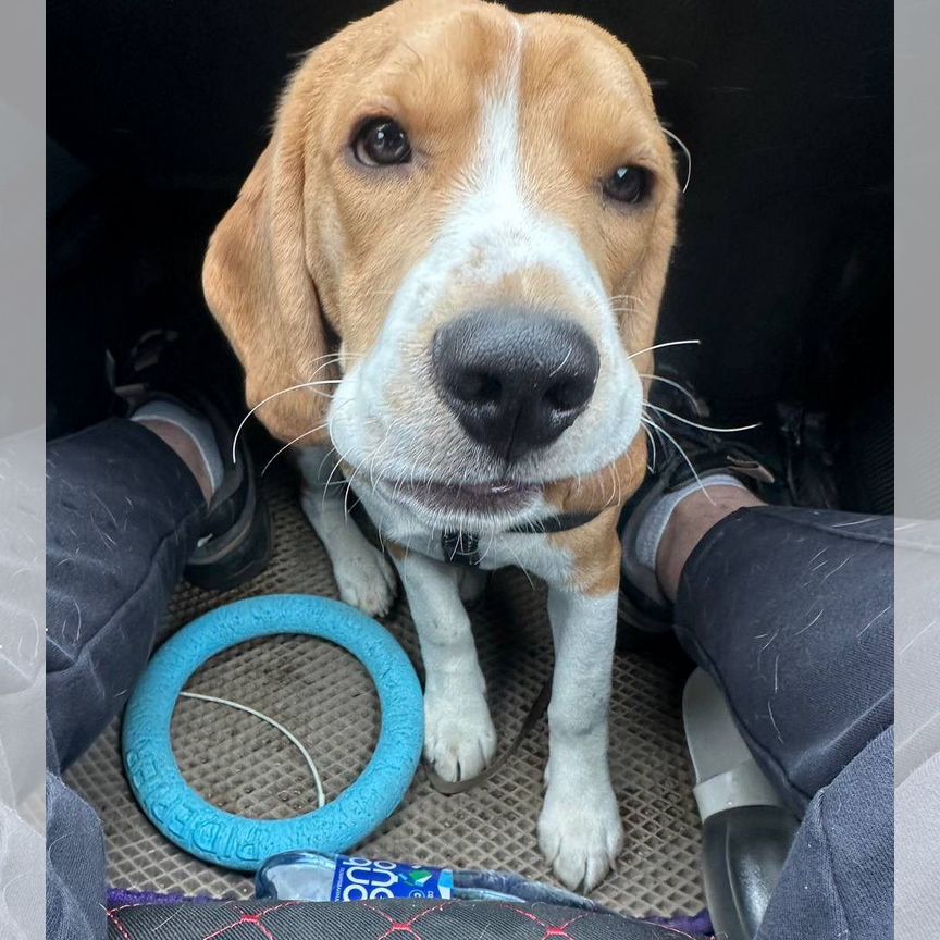 Бигль, щенок