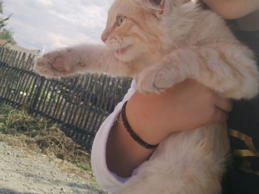 Одам в добрые руки