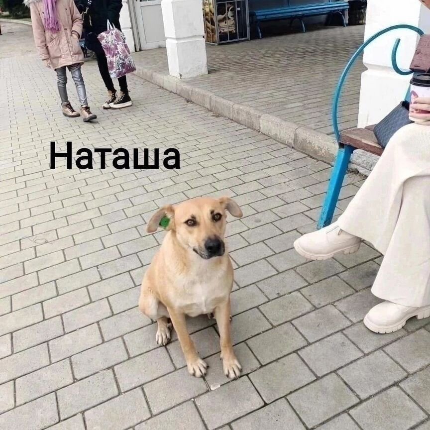 Собачка ищет дом