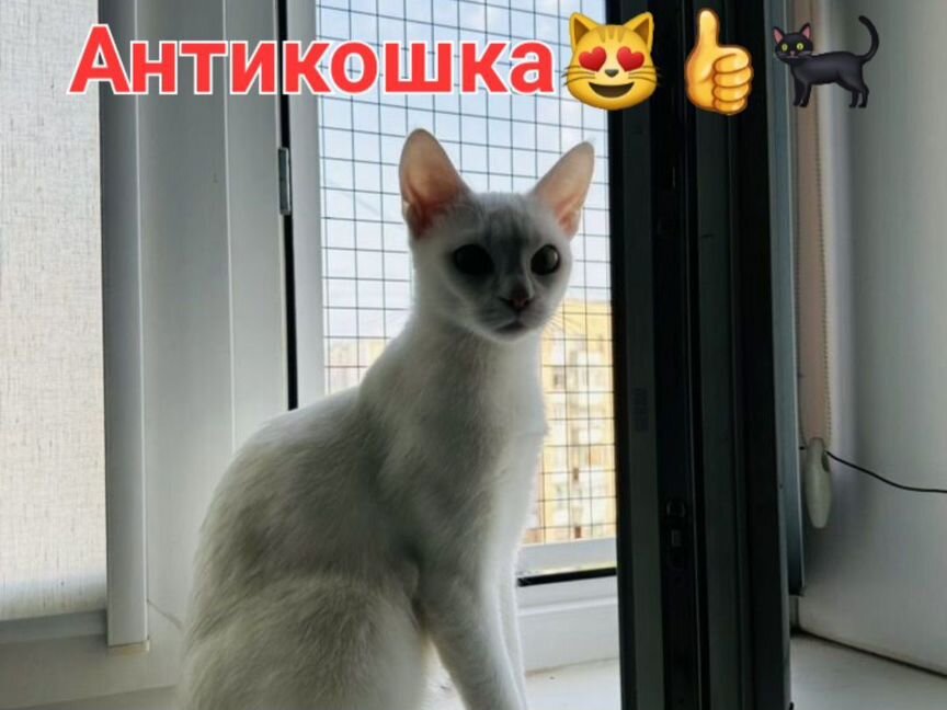 Сетки антикошка на окна