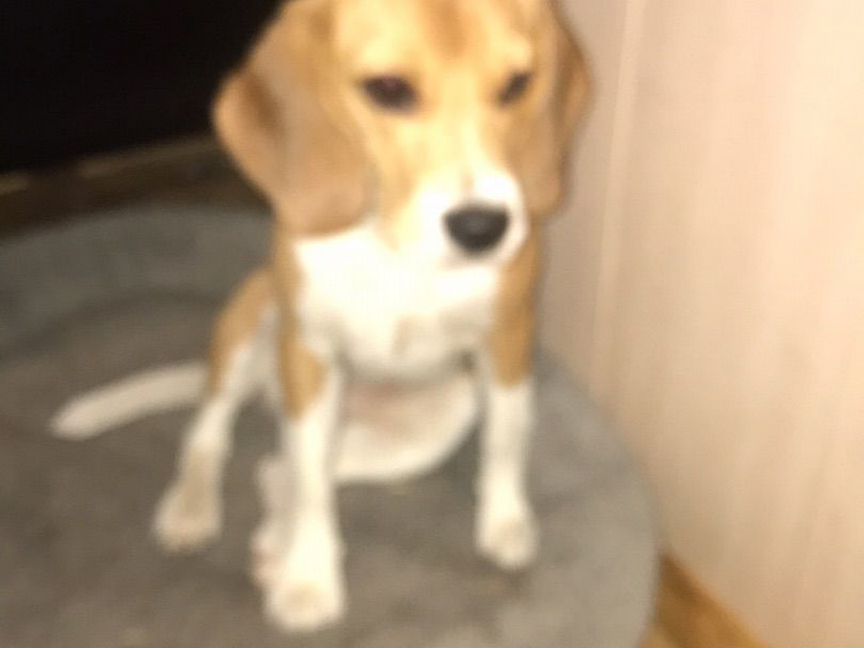 Продаю собаку