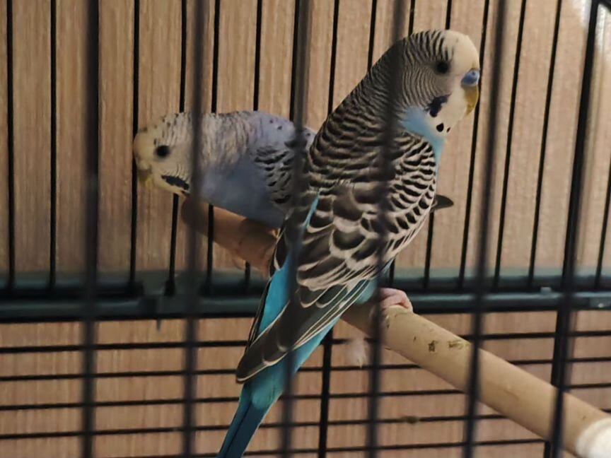 4 Волнистых попугая