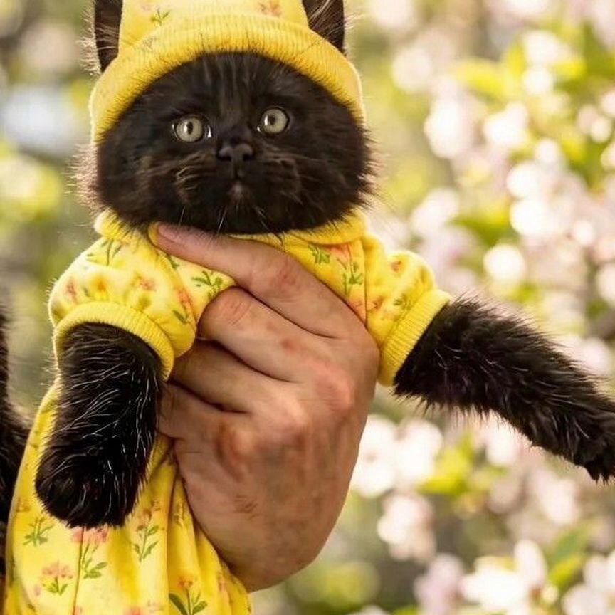Мейн-кун котёнок