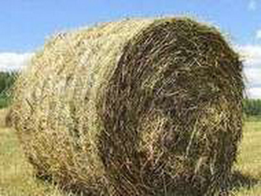 Сено в тюках, рулонах
