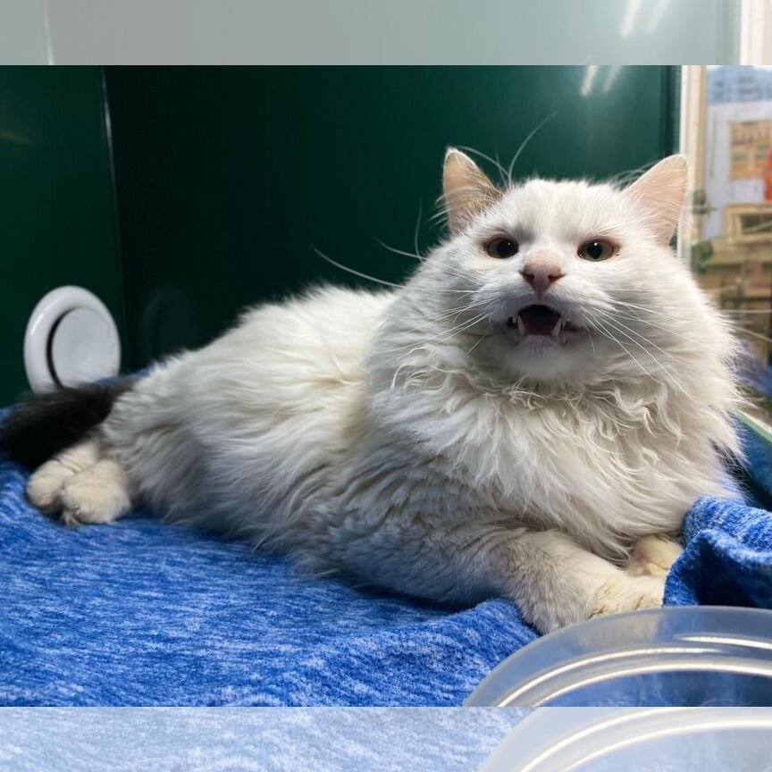 Турецкая ангора, взрослый кот