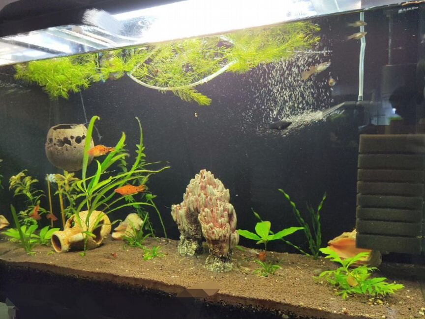 Растения для аквариума, улитки, фигурки