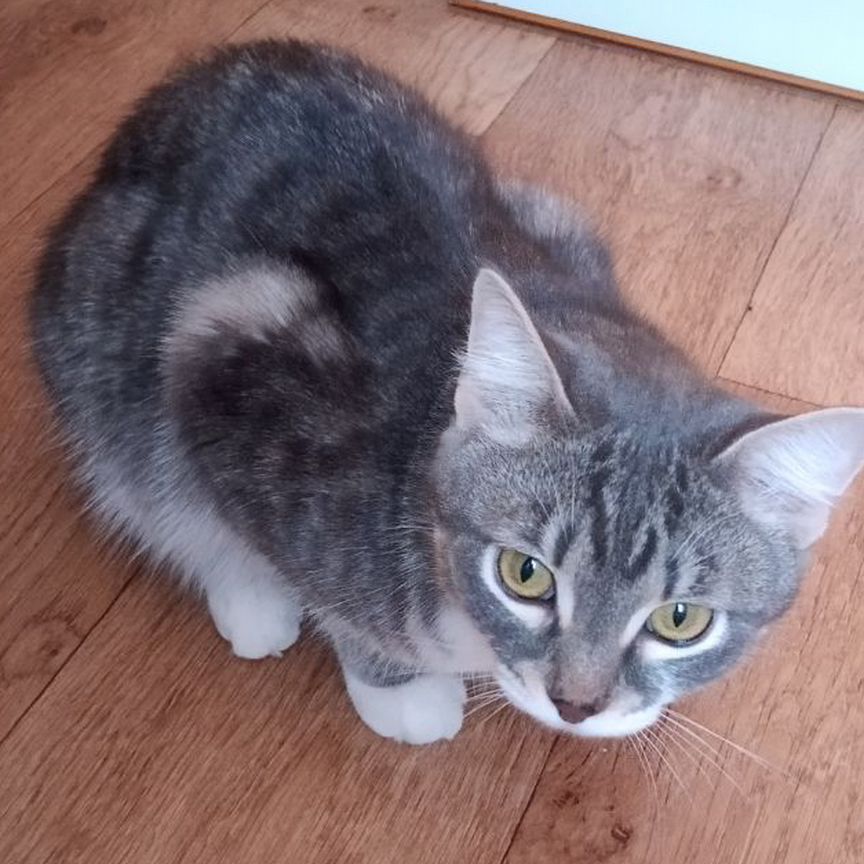 Сибирский котёнок