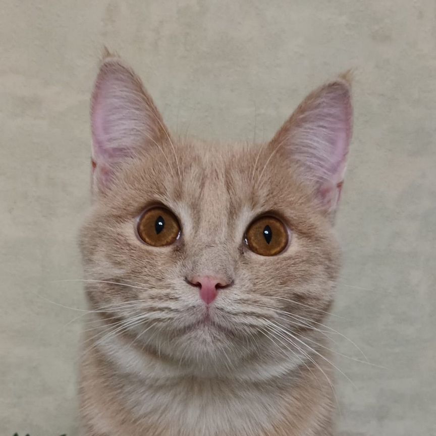Котик ищет дом