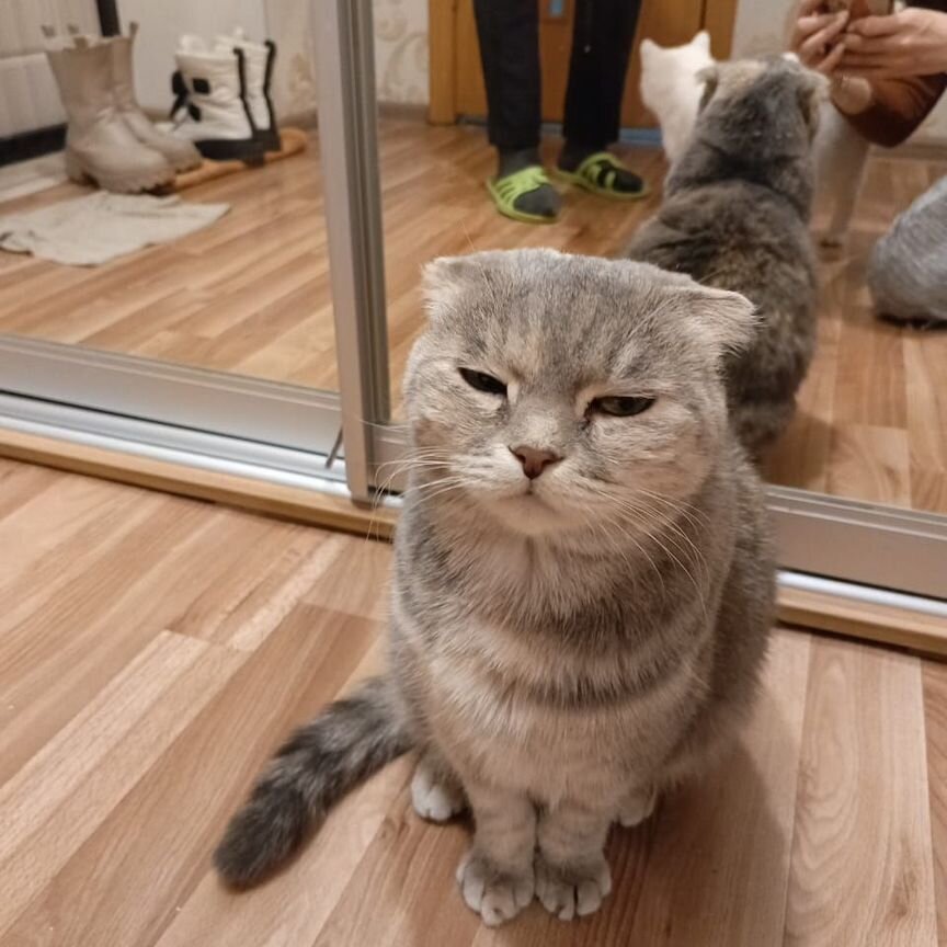 Кошки в добрые руки