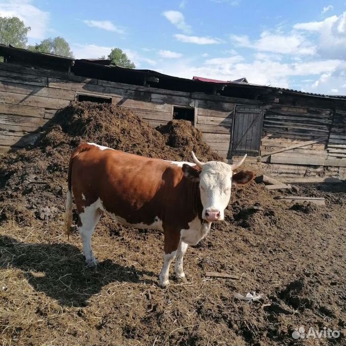 Телки стельные 2штуки цена за одну голову