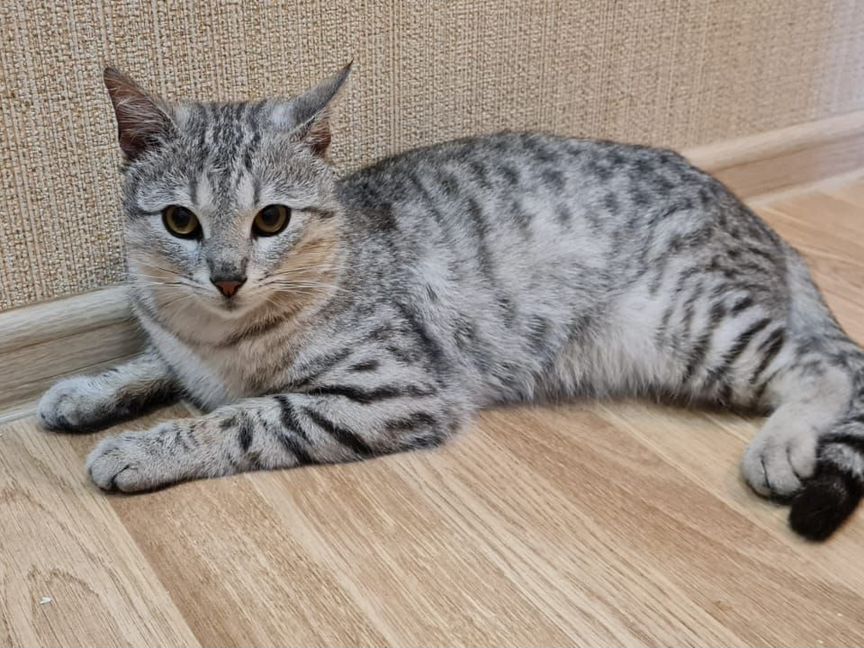 Кот британец в добрые руки