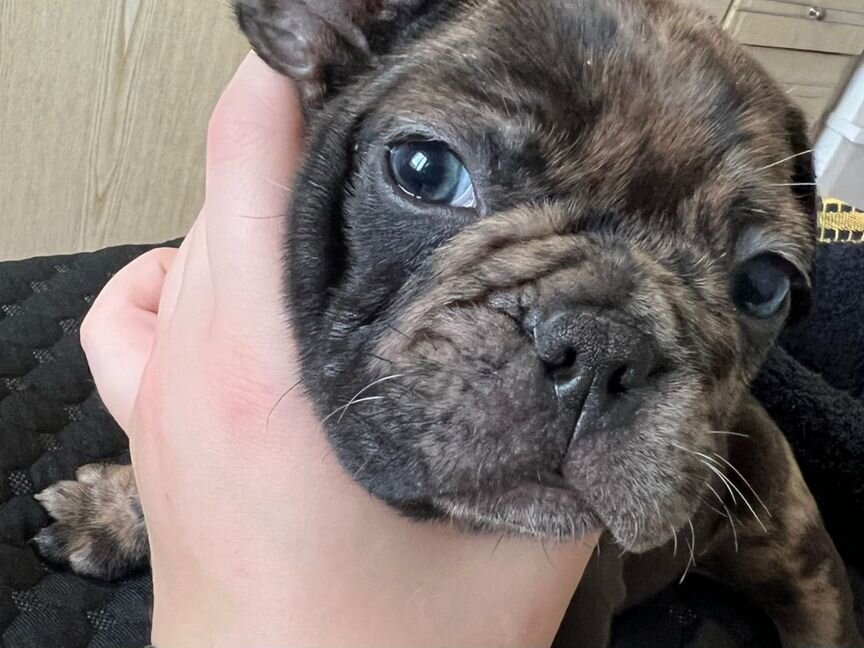 Франзуский бульдог щенки девочки