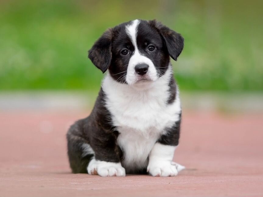 Вельш корги кардиган тигровый