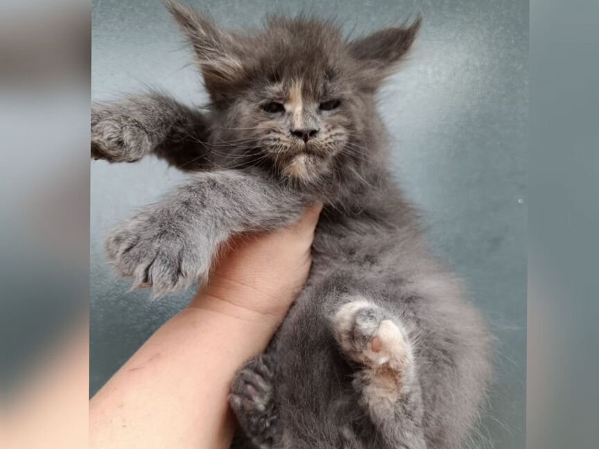 Мейн-кун полидакты девочки и мальчики