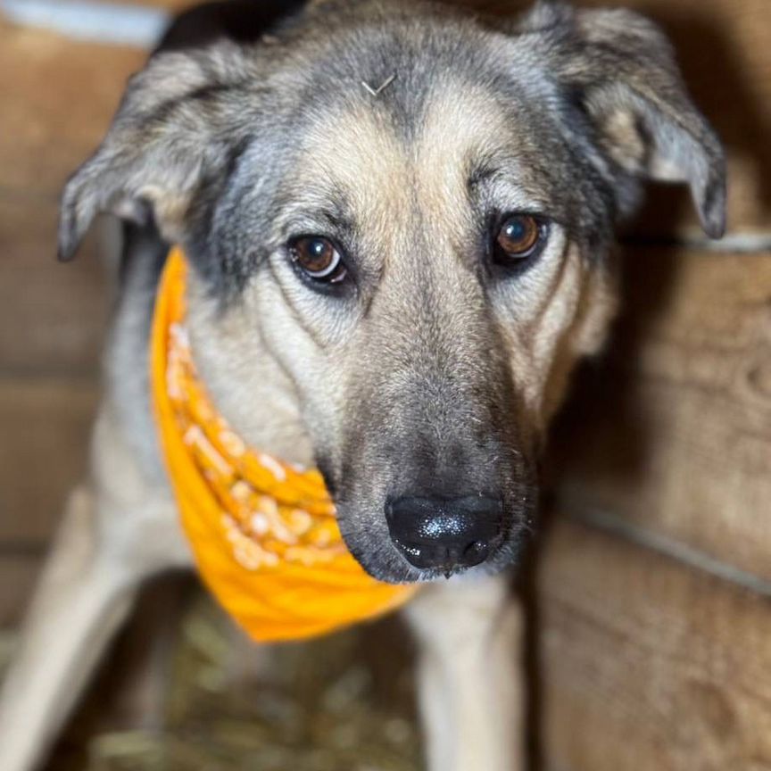 Собака в добрые руки