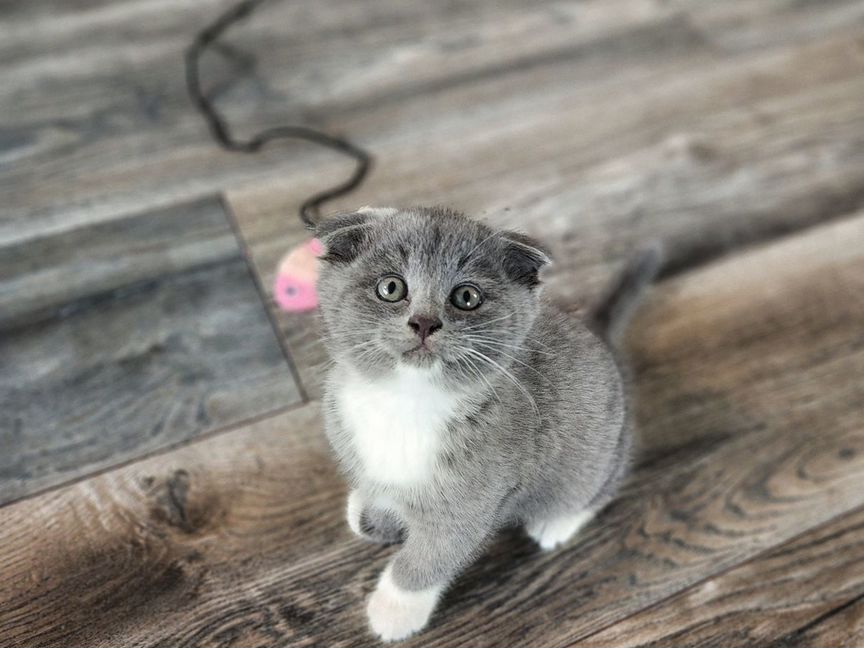 Вислоухий котенок девочка