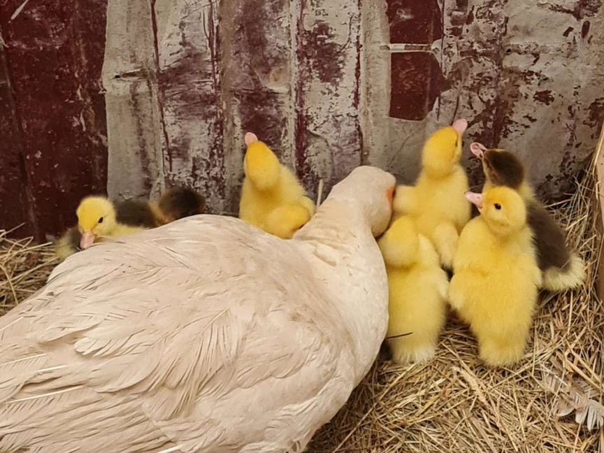 Мускусные утята