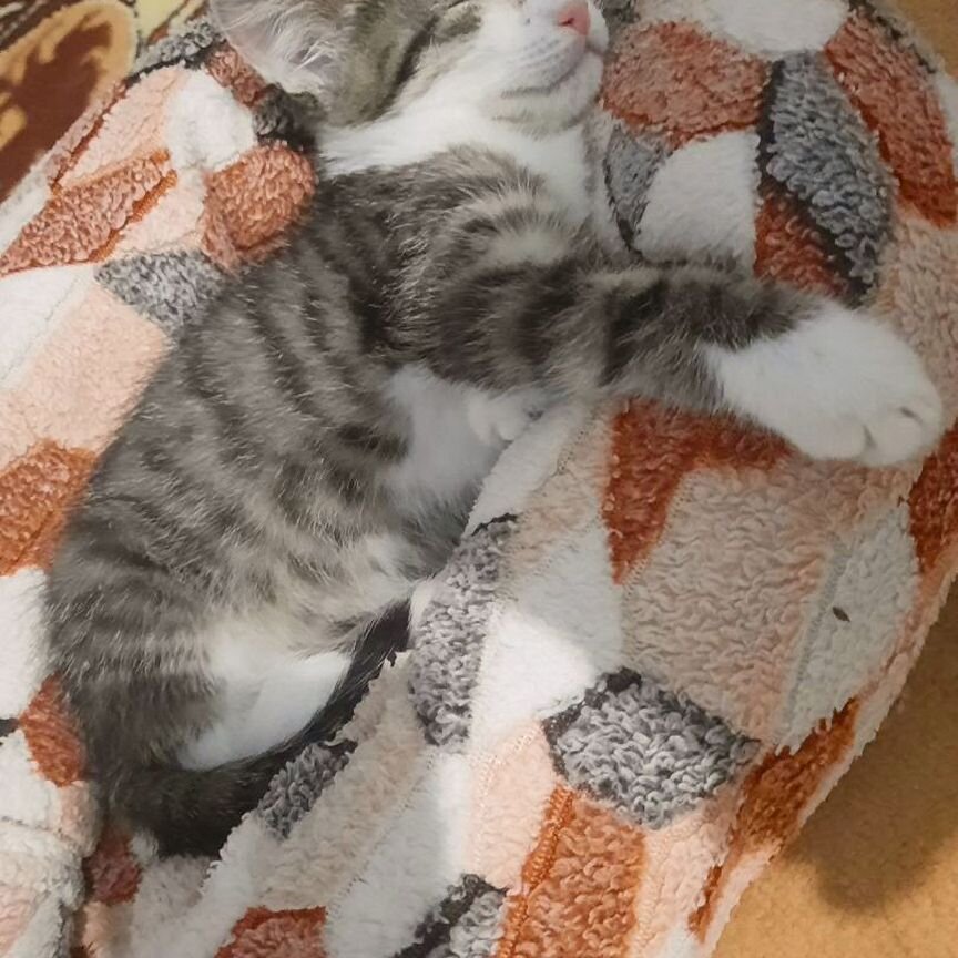 Котик в добрые руки бесплатно мальчик