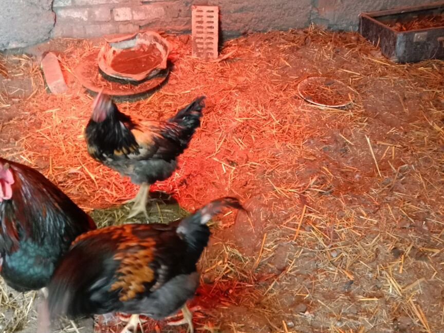 Куры петухи