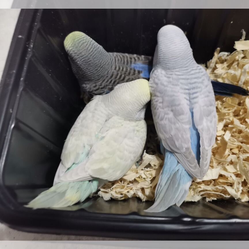 Птенцы волнистого попугая домашние