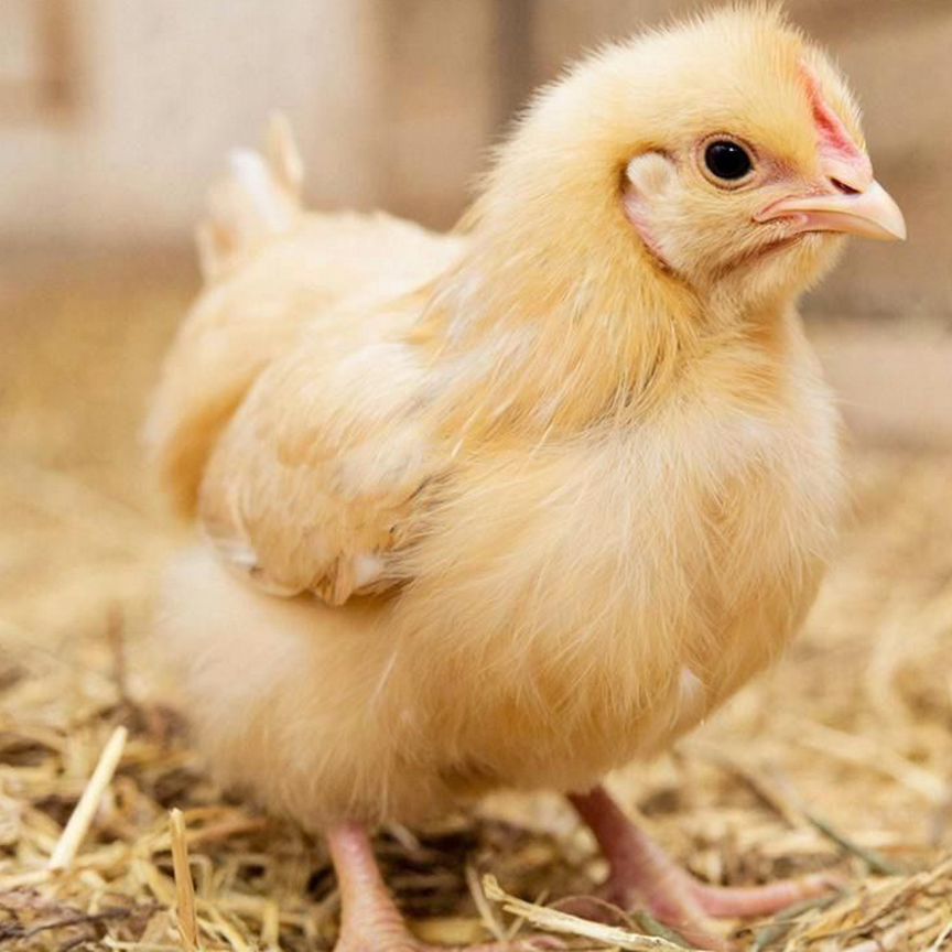 Суточные бройлеры кобб-700 — запись на вывод