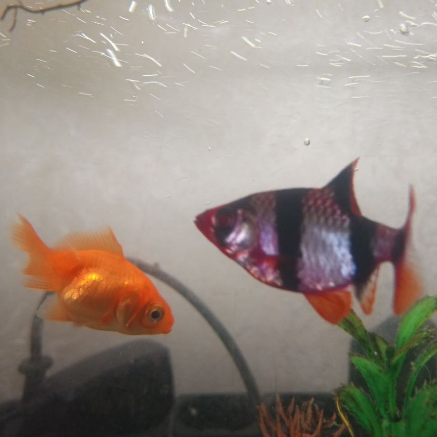 Барбус вишнёвый и зелёный