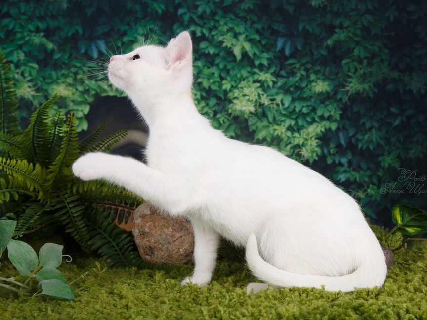Белый котенок