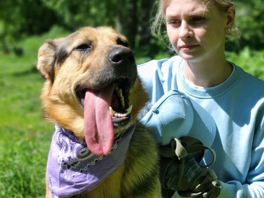 Собака Рэм ищет дом