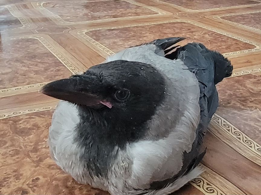 Отдам молодого воронёнка в хорошие руки